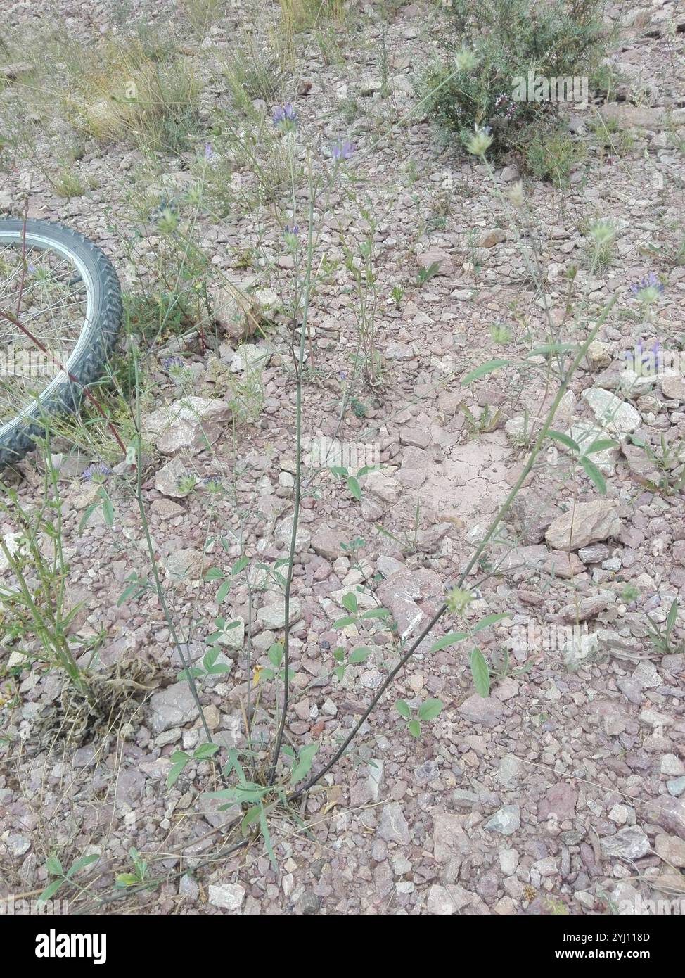 arabian pea (Bituminaria bituminosa Stock Photo - Alamy