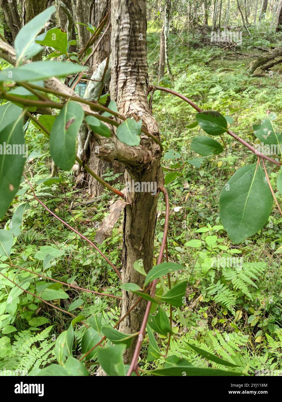 swamp box (Lophostemon suaveolens Stock Photo - Alamy
