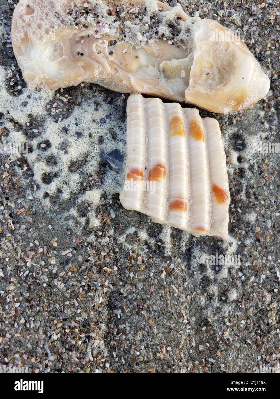 Giant Atlantic Cockle (Dinocardium robustum Stock Photo - Alamy