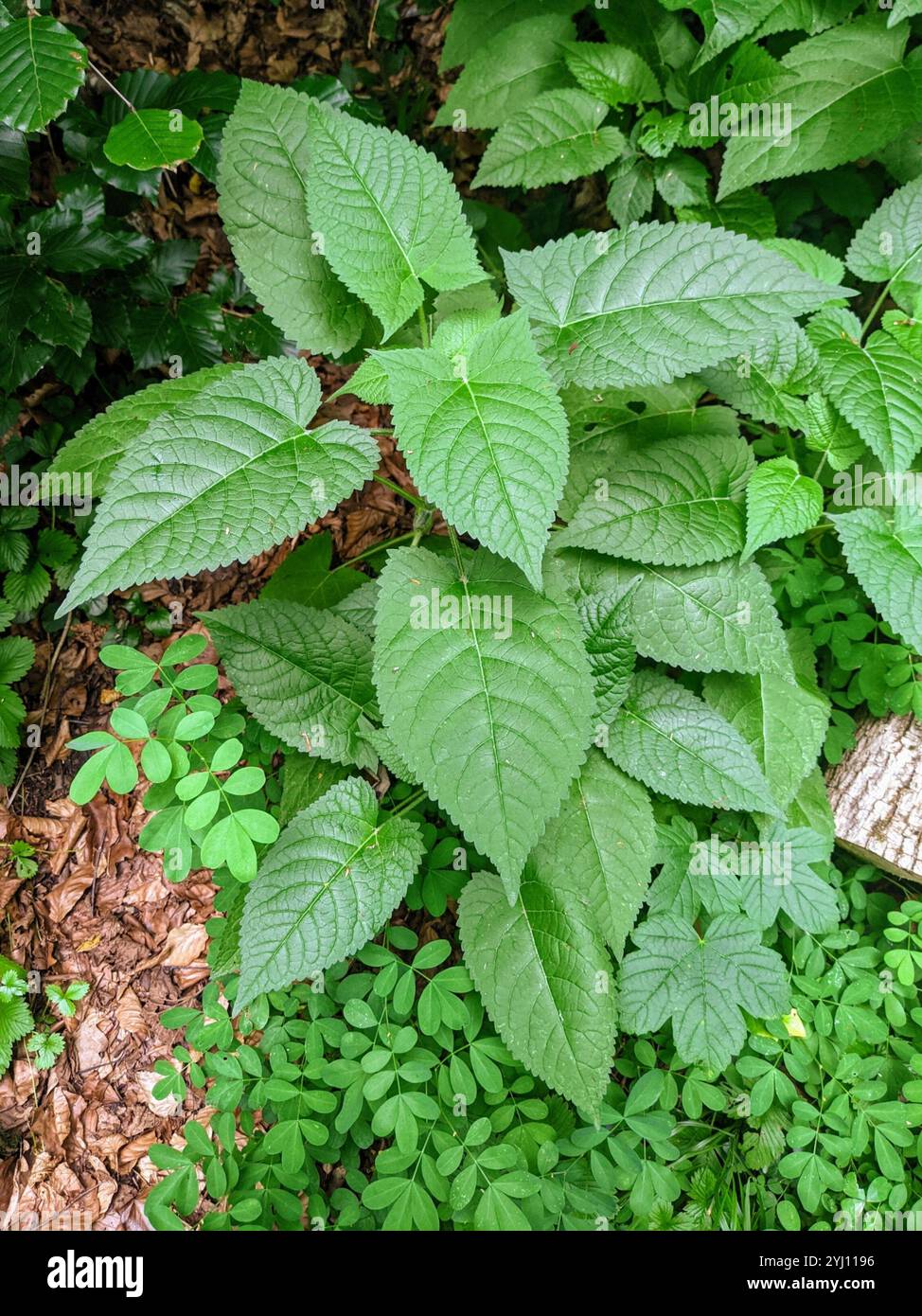 Sticky Sage (Salvia glutinosa Stock Photo - Alamy
