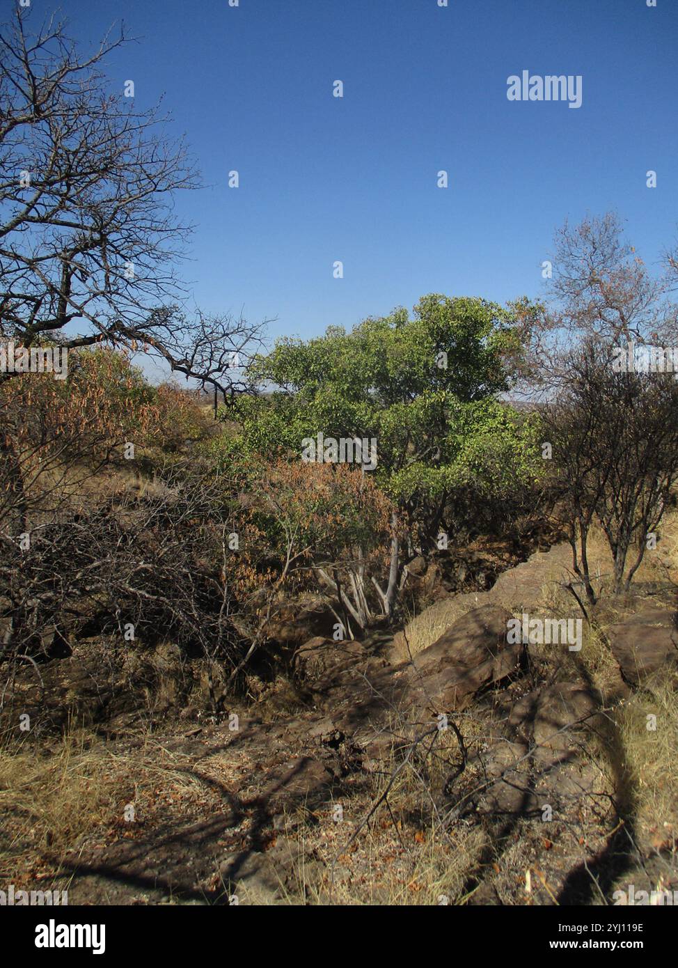 Common Wild Fig (Ficus burkei Stock Photo - Alamy