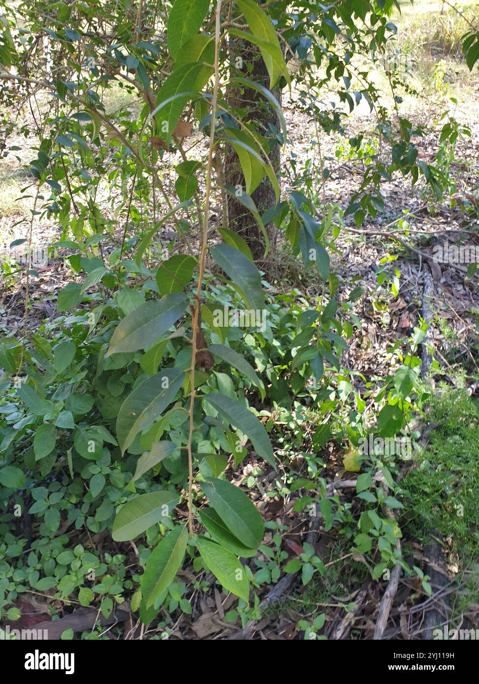 Cockspur Thorn (Maclura cochinchinensis Stock Photo - Alamy