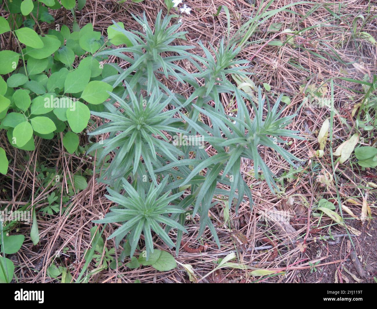 western stoneseed (Lithospermum ruderale Stock Photo - Alamy