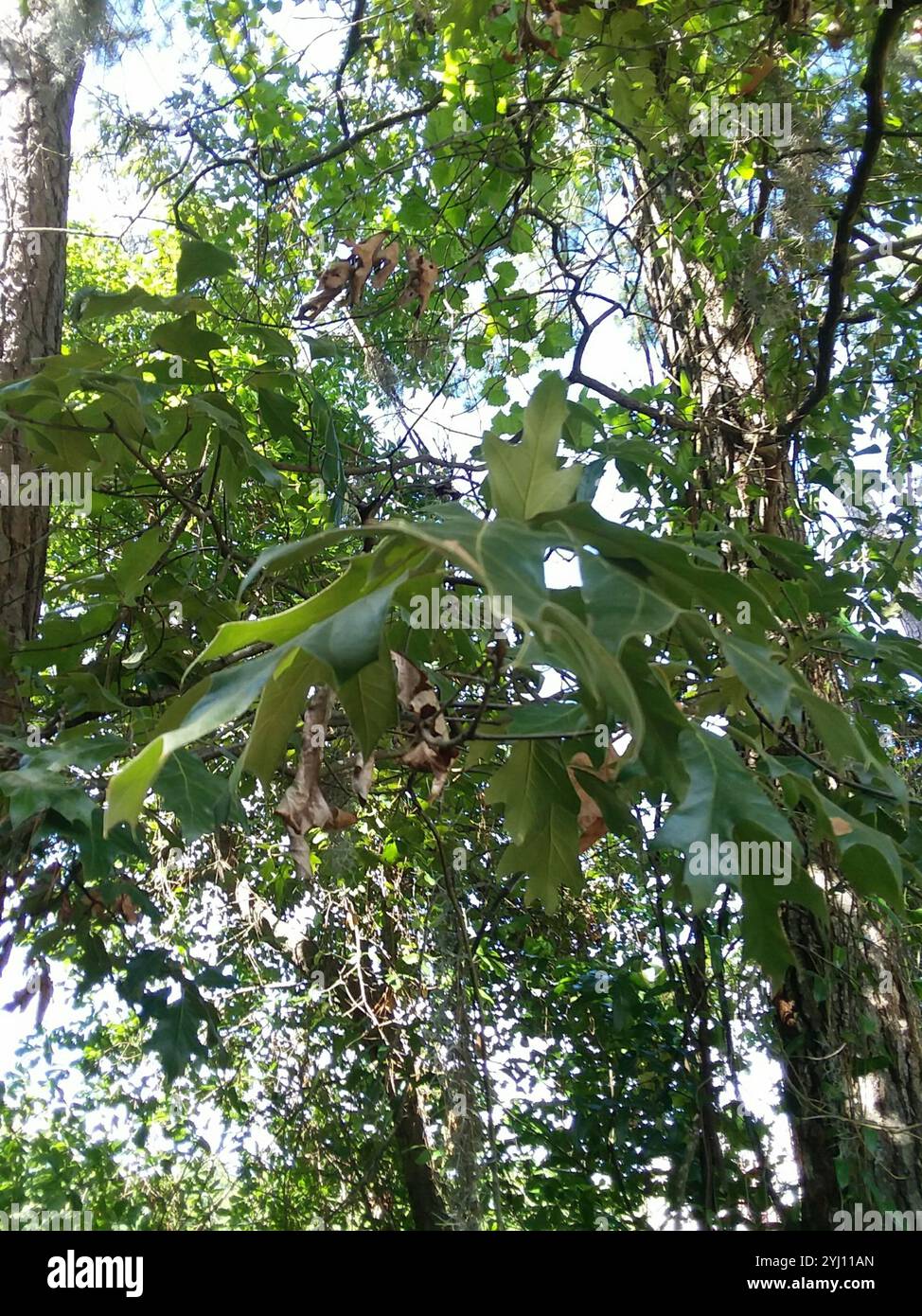southern red oak (Quercus falcata Stock Photo - Alamy