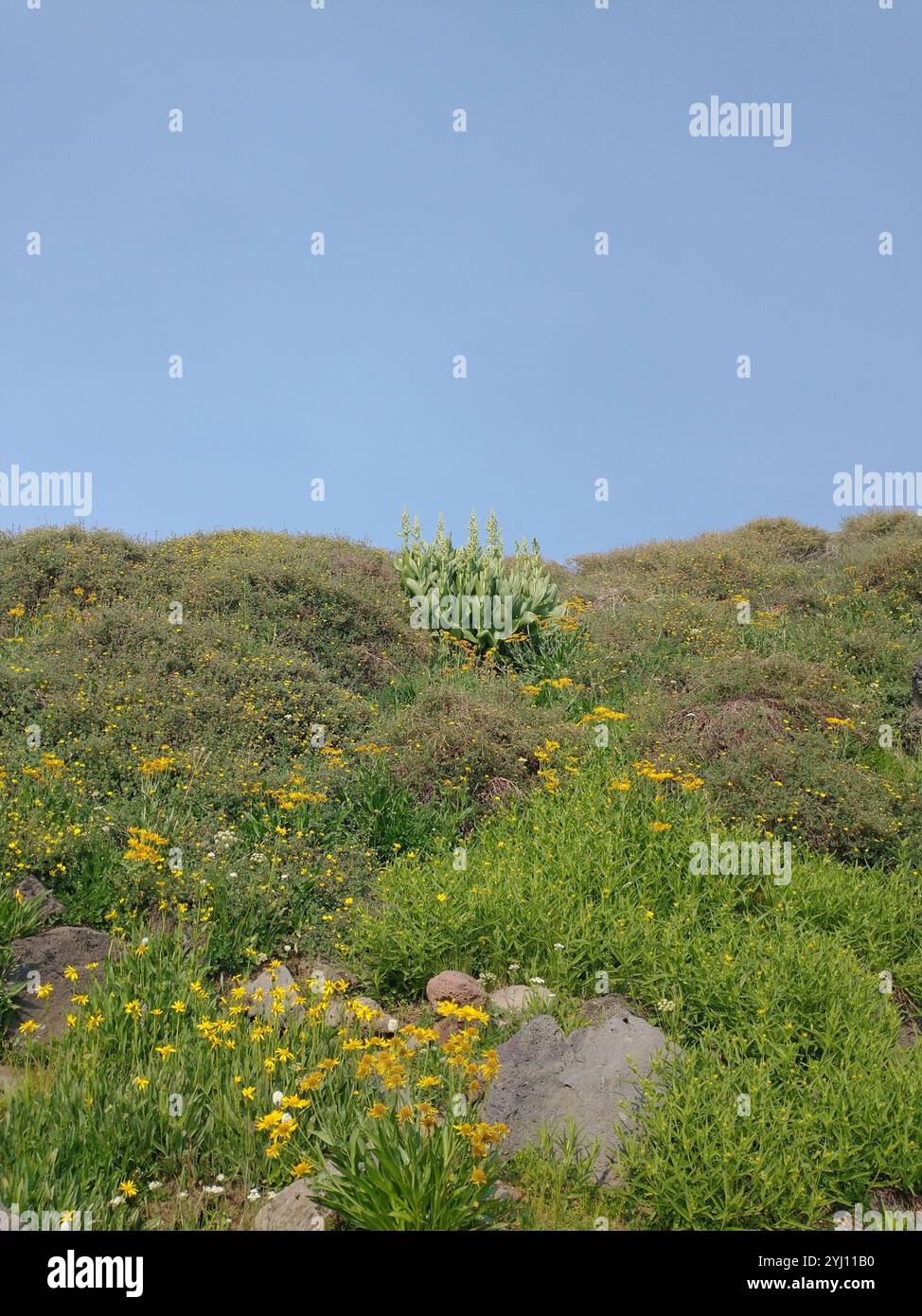 Corn Lily (Veratrum californicum Stock Photo - Alamy