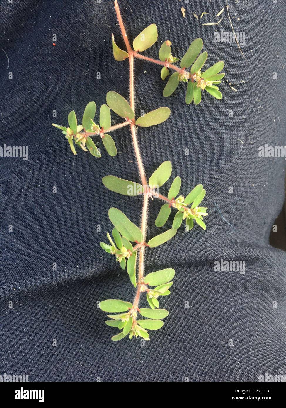 Spotted spurge (Euphorbia maculata Stock Photo - Alamy