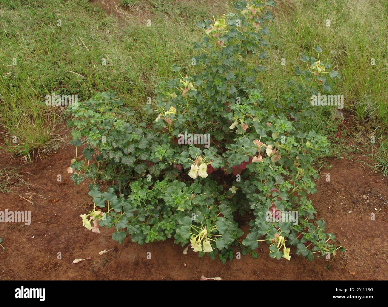 Sackflower (Holubia saccata Stock Photo - Alamy