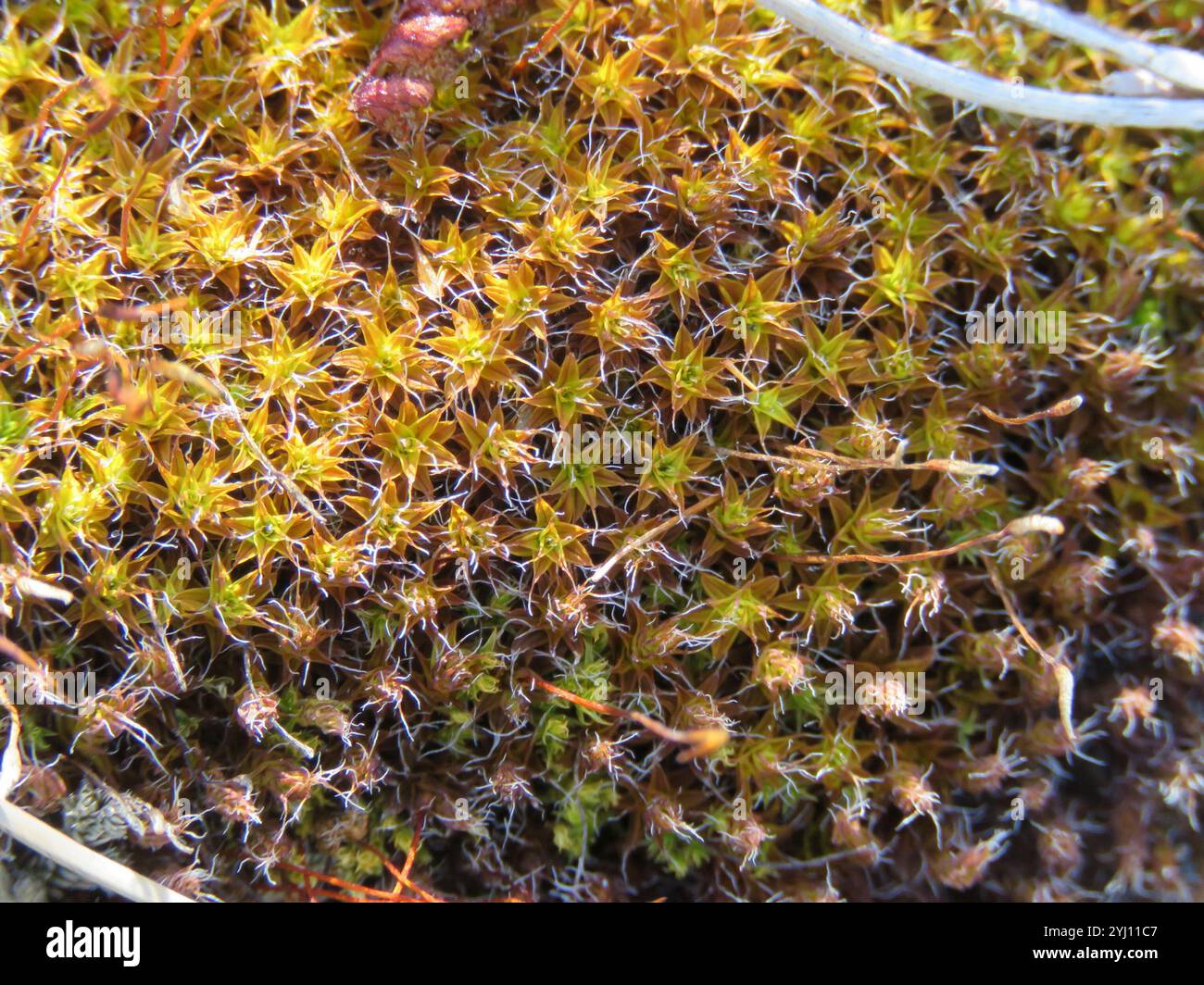 Star Moss (Syntrichia ruralis Stock Photo - Alamy