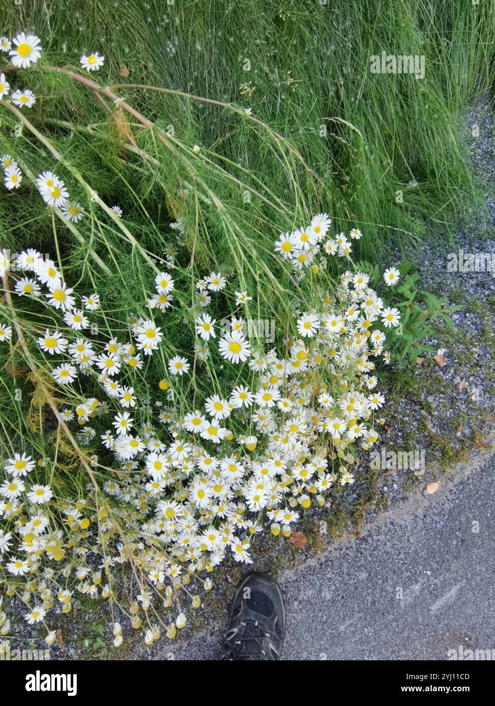 scentless mayweed (Tripleurospermum inodorum Stock Photo - Alamy