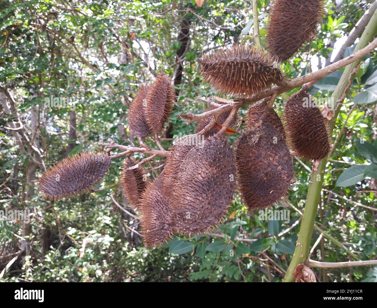 Bonduc hi-res stock photography and images - Alamy