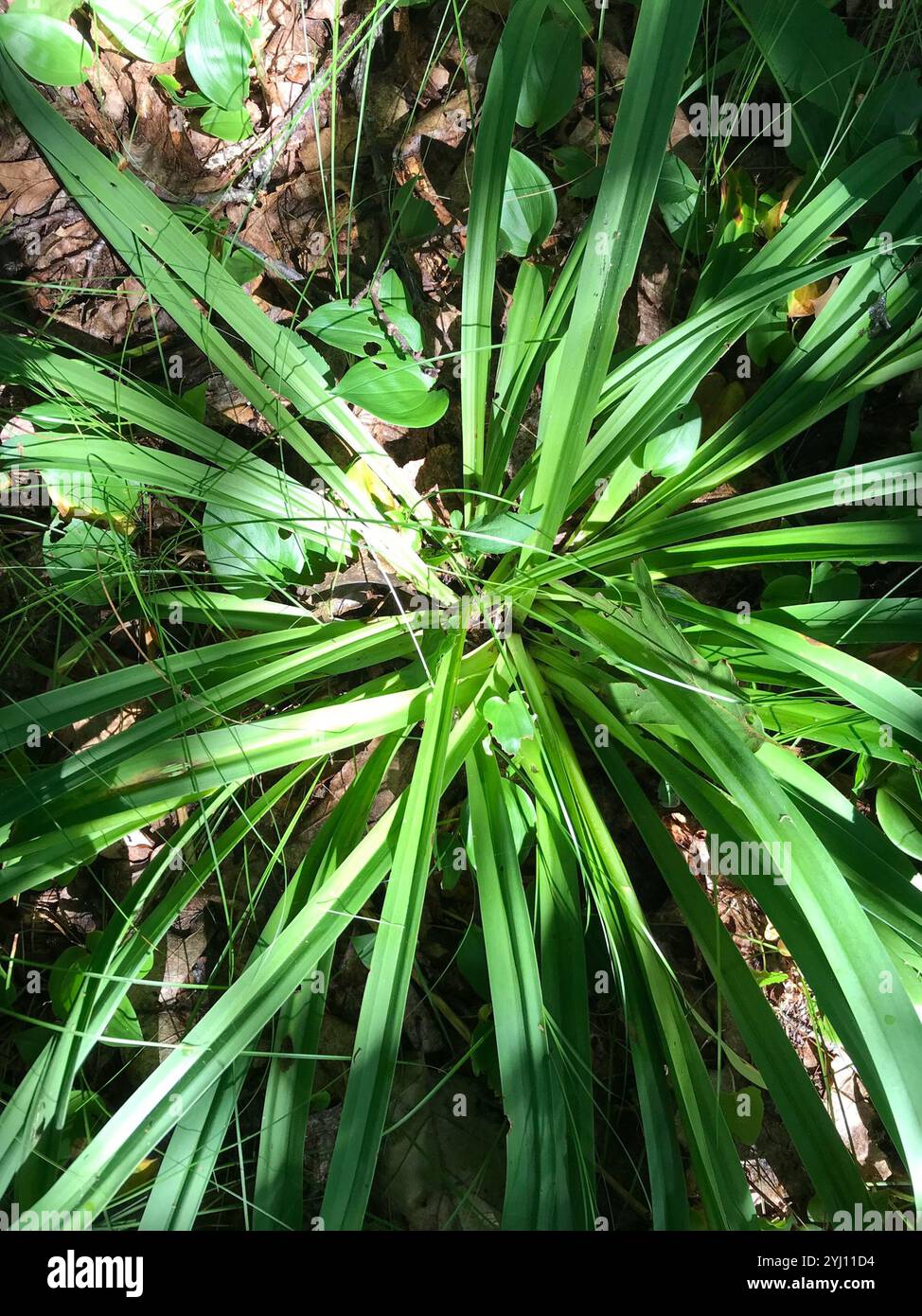 fly poison (Amianthium muscitoxicum Stock Photo - Alamy