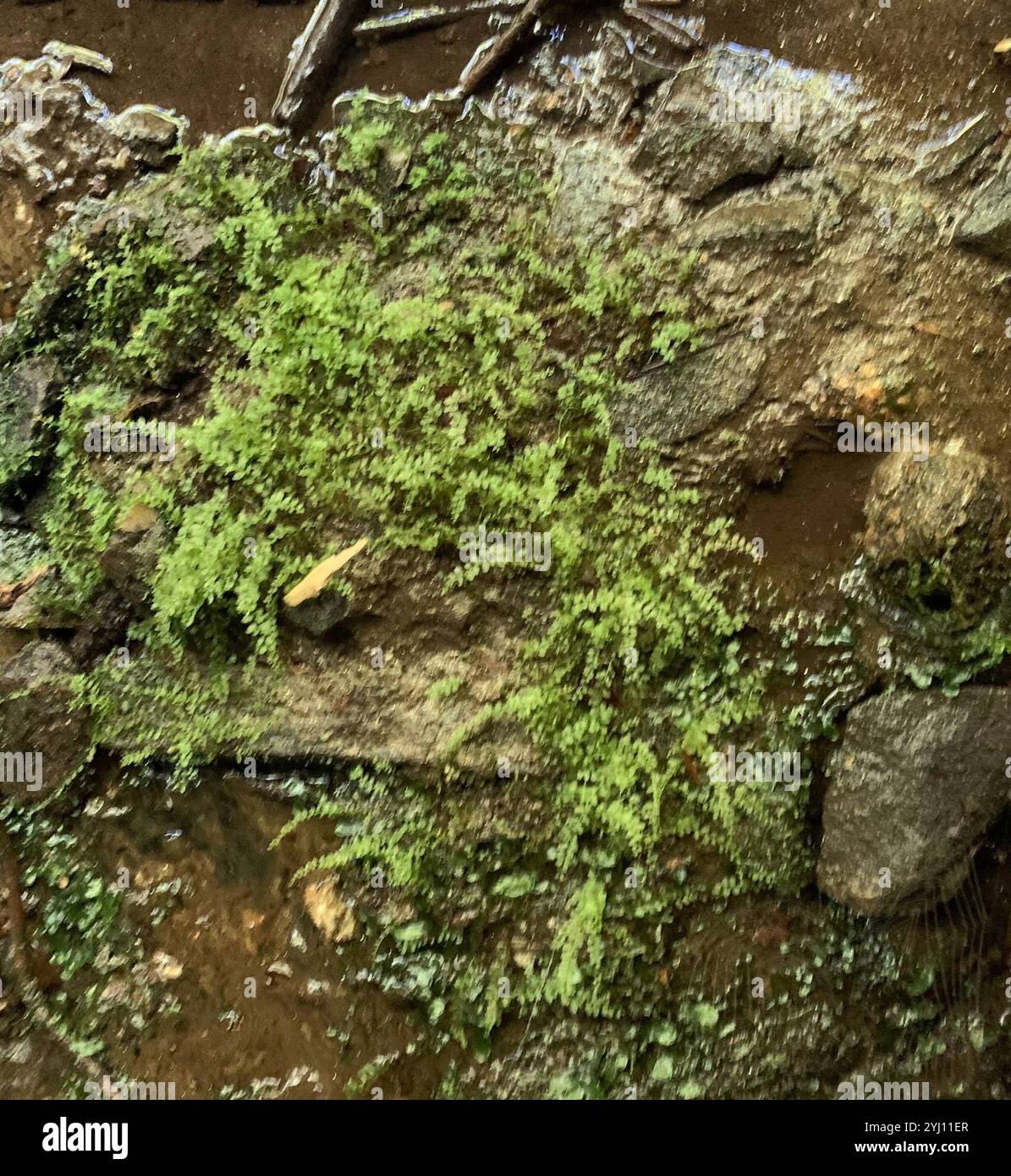 Wavy-leaf Moss (Plagiomnium ciliare Stock Photo - Alamy