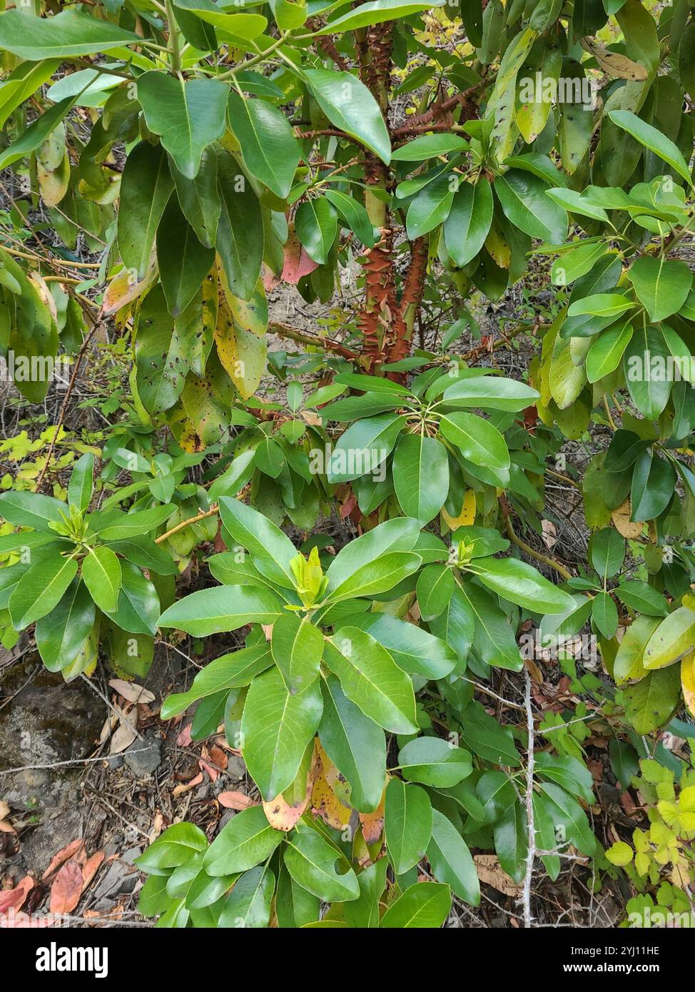 Pacific madrone (Arbutus menziesii Stock Photo - Alamy