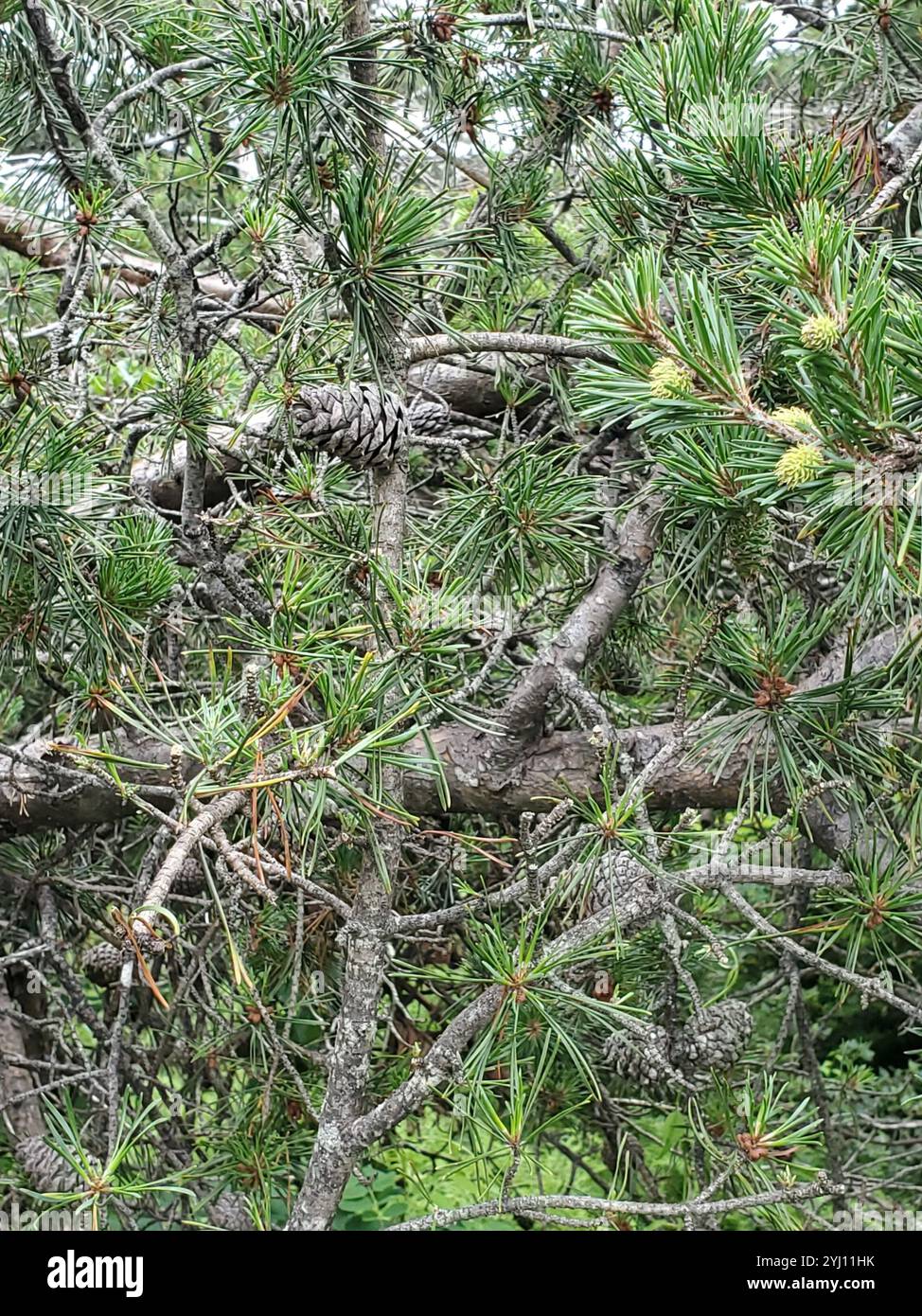 Virginia pine (Pinus virginiana Stock Photo - Alamy