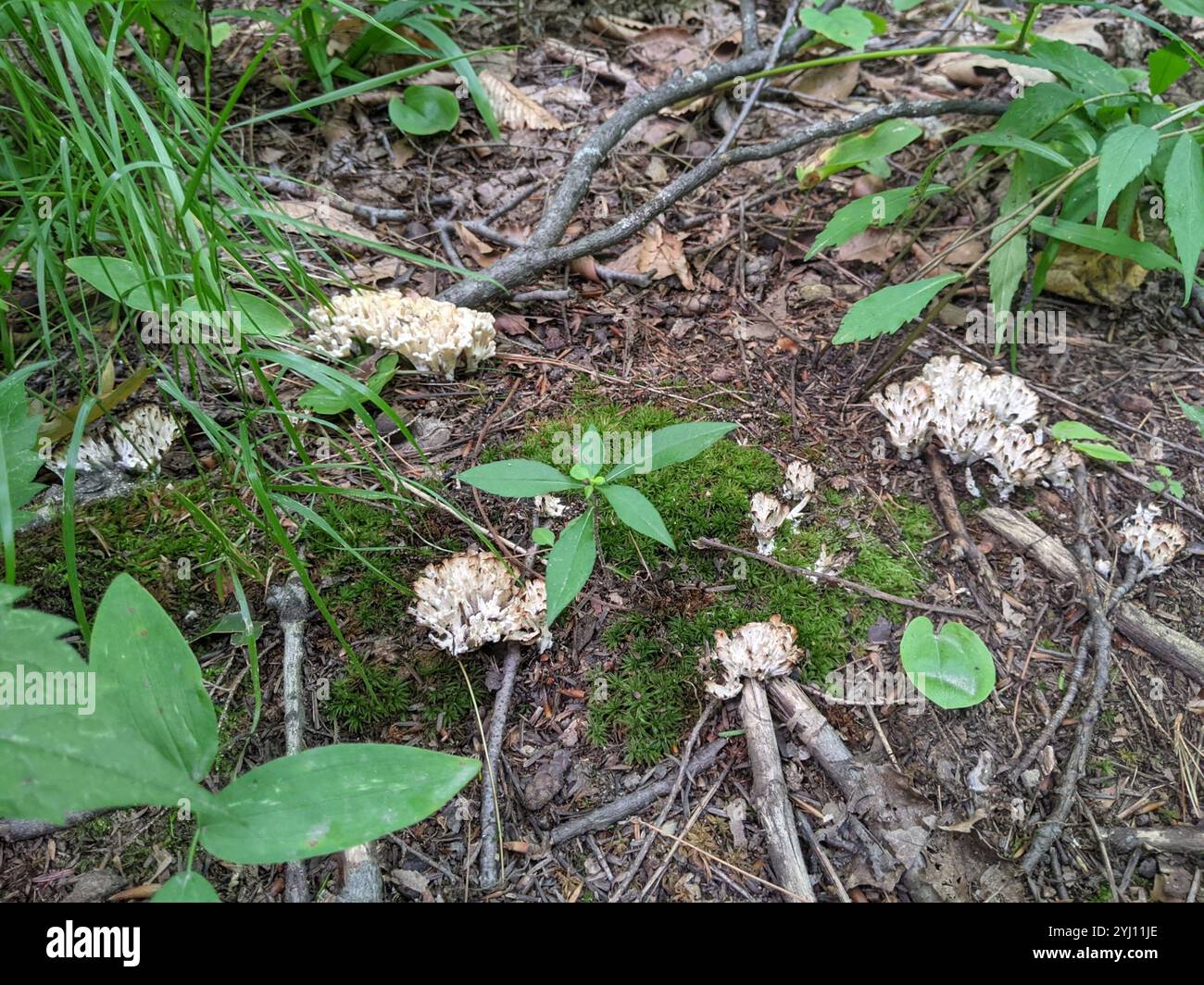 jellied false coral fungus (Sebacina schweinitzii Stock Photo - Alamy