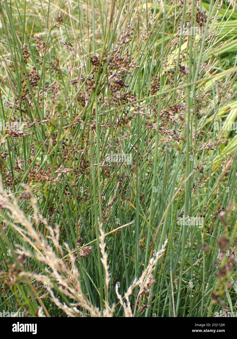 Hard Rush (Juncus inflexus Stock Photo - Alamy