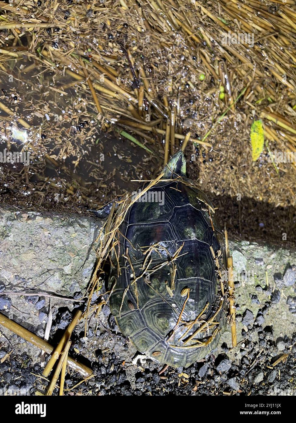 Common thread turtle (Mauremys sinensis Stock Photo - Alamy