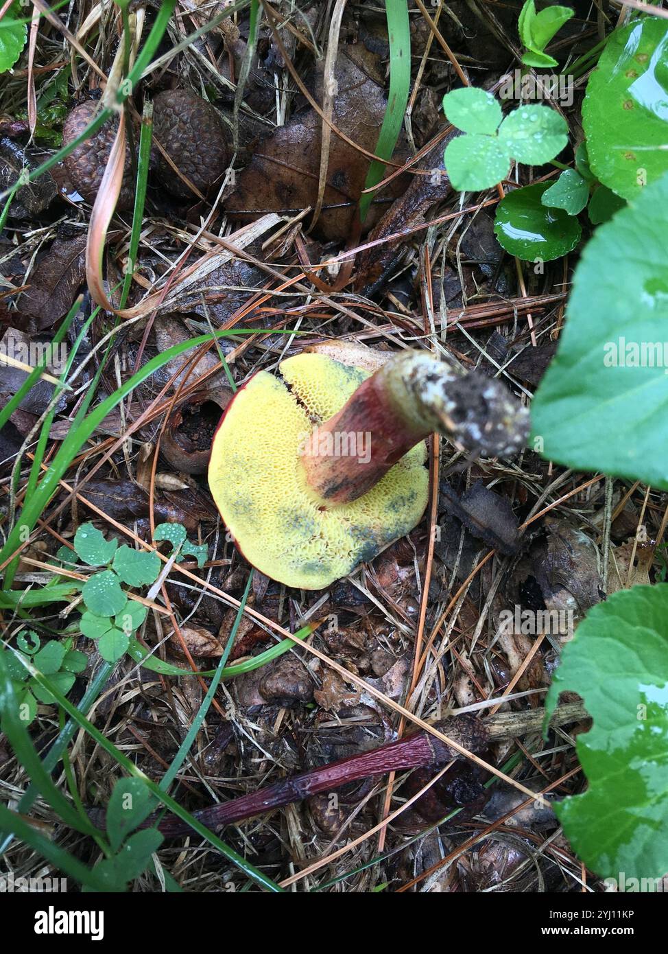 Ruby Bolete (Hortiboletus rubellus Stock Photo - Alamy