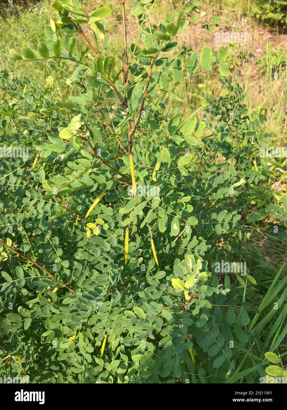Siberian peashrub (Caragana arborescens Stock Photo - Alamy