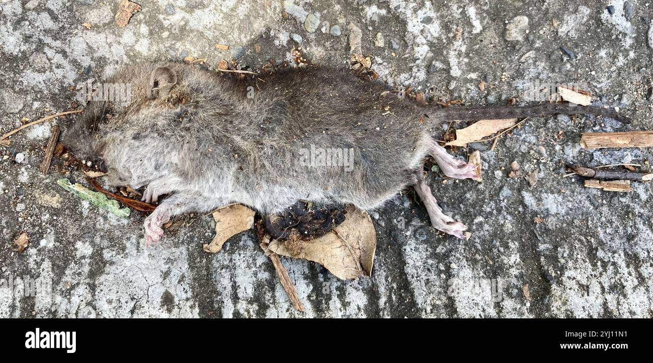 Old World Mice and Rats (Muridae Stock Photo - Alamy