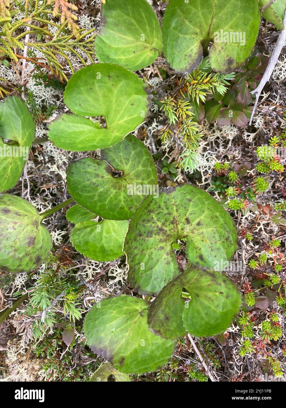 Deer-cabbage (Nephrophyllidium crista-galli Stock Photo - Alamy