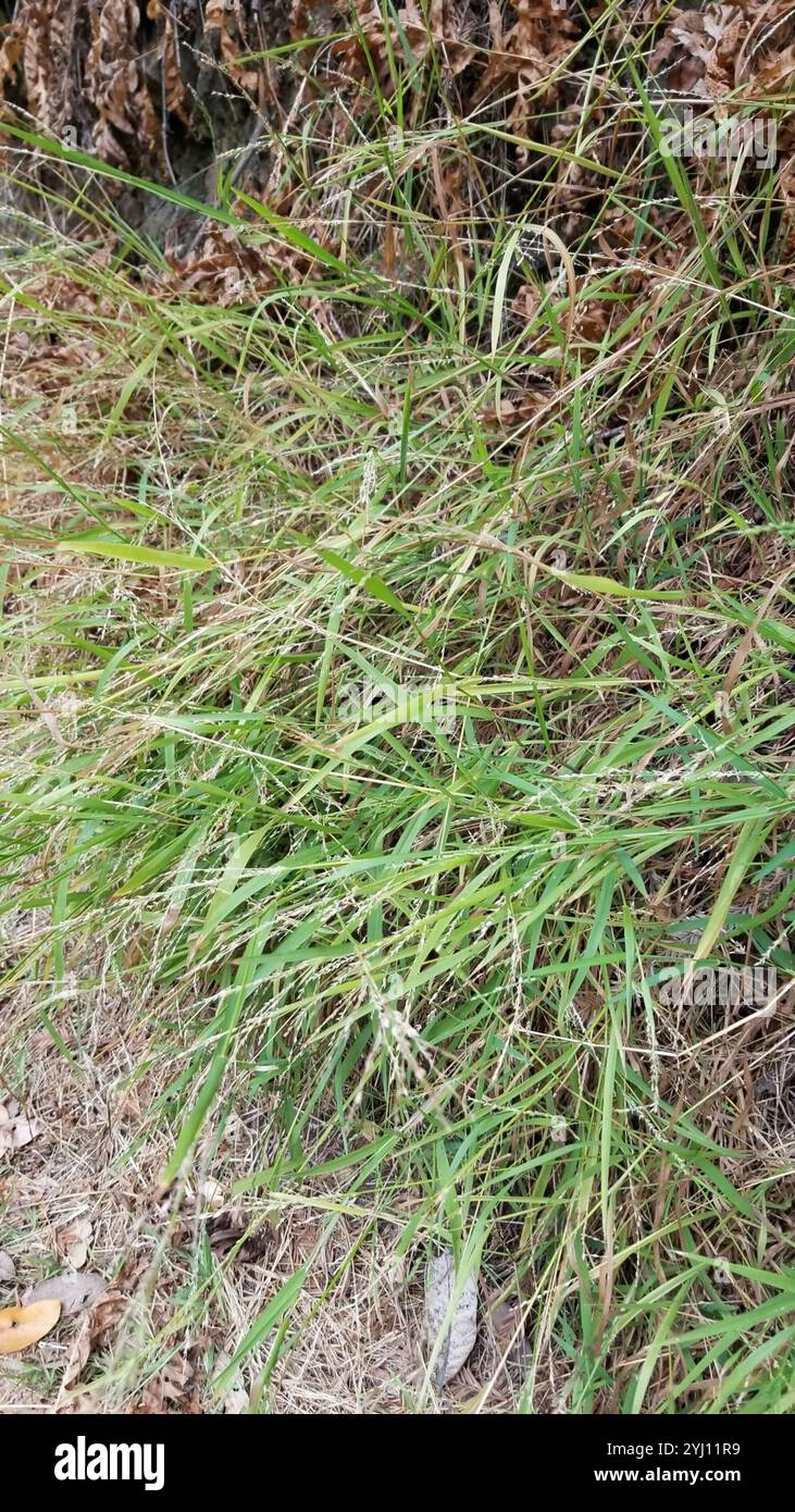 Ehrharta erecta hi-res stock photography and images - Alamy