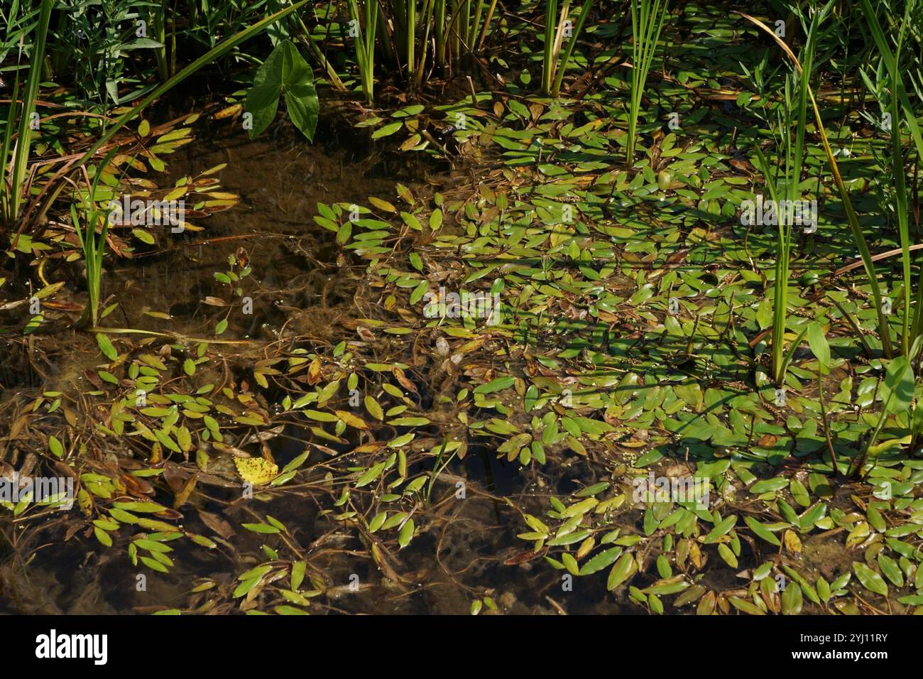 Longleaf Pondweed (Potamogeton nodosus Stock Photo - Alamy