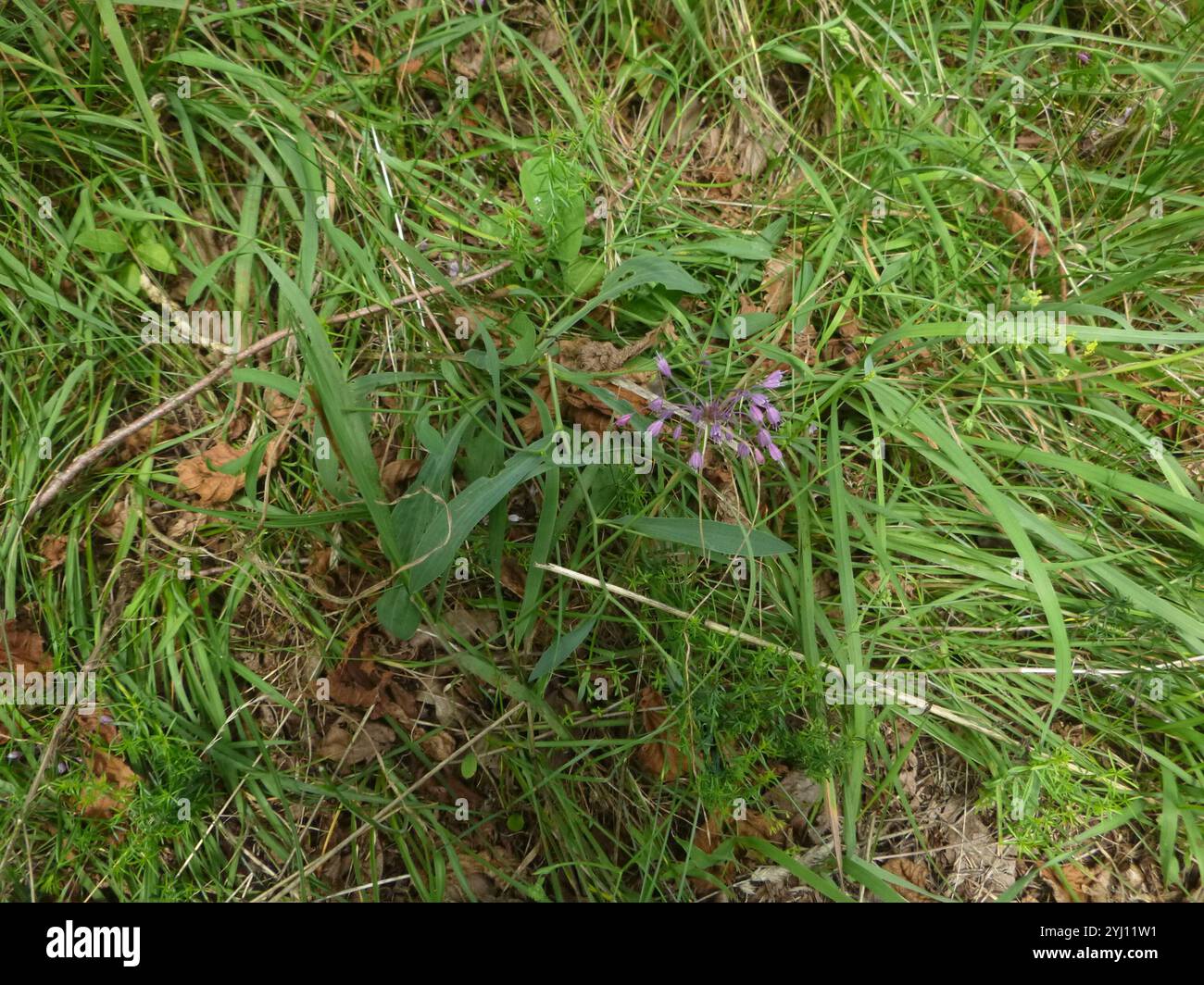 Sickle-leaved Hare's-ear (Bupleurum falcatum Stock Photo - Alamy