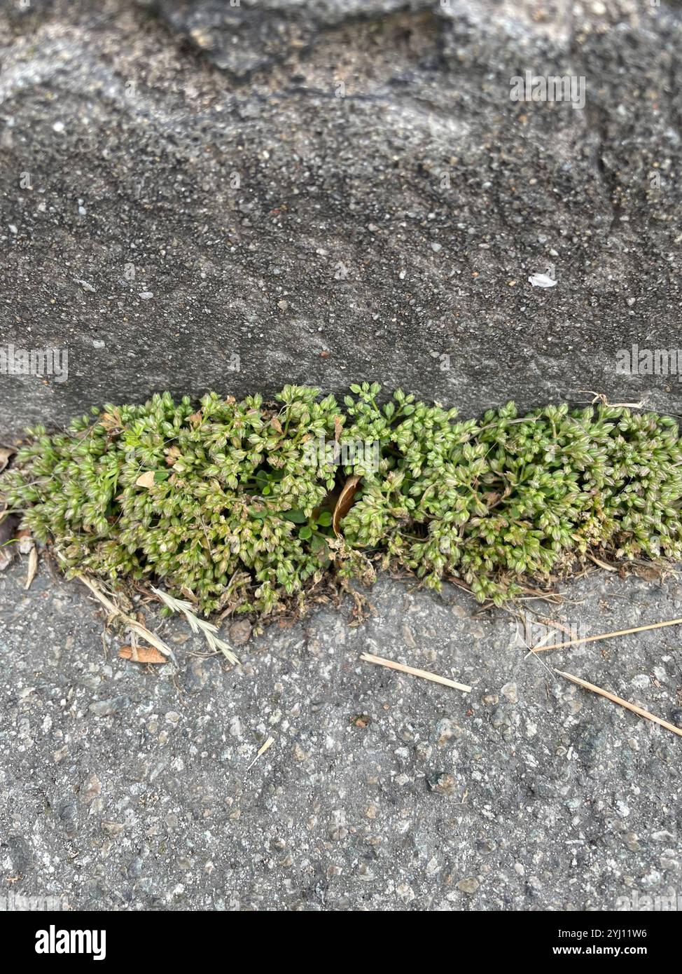 fourleaf manyseed (Polycarpon tetraphyllum Stock Photo - Alamy