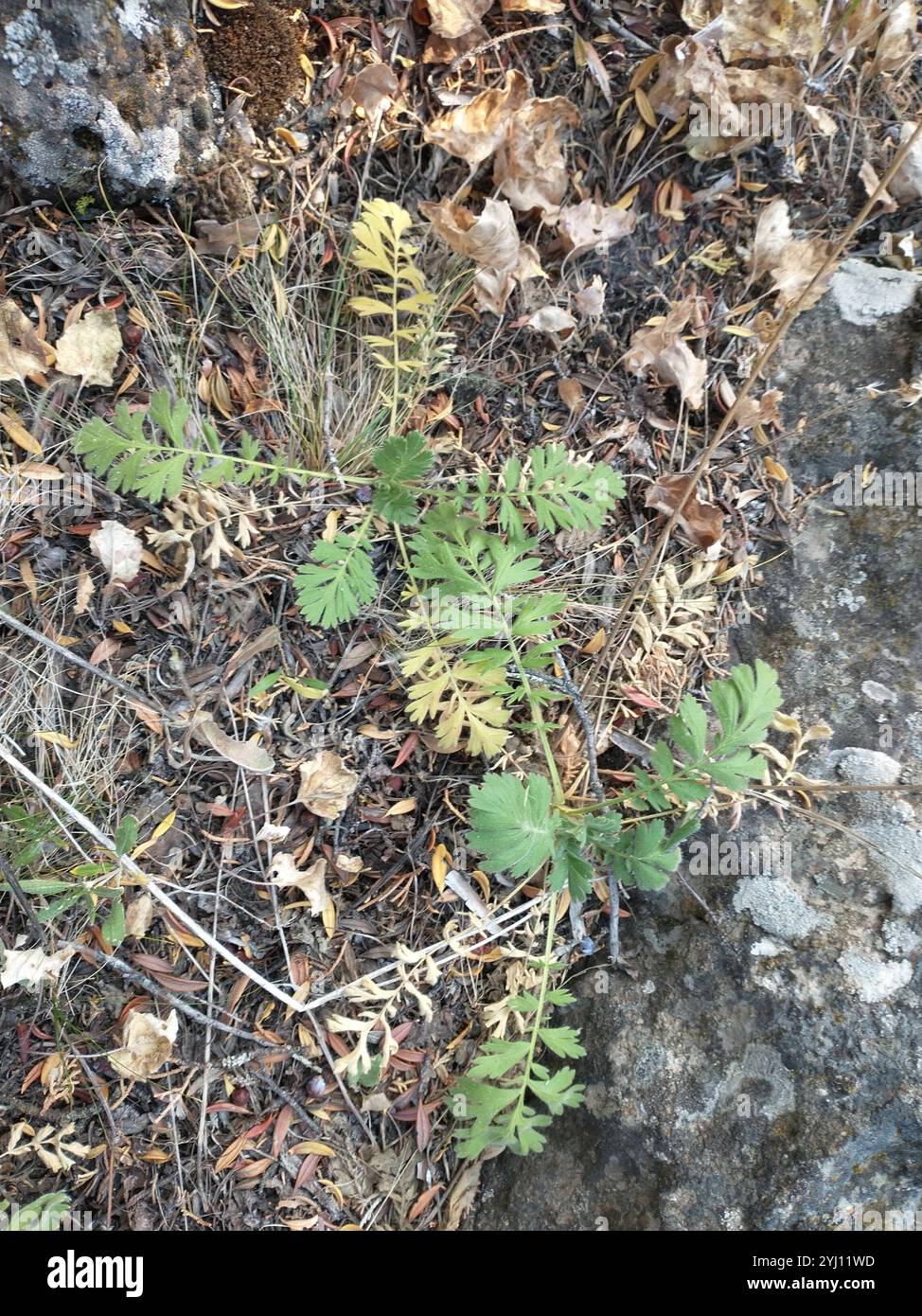 prairie smoke (Geum triflorum Stock Photo - Alamy