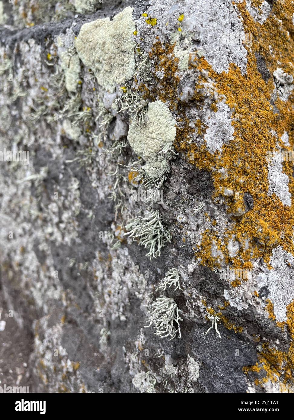 Powdery Sea-Fog Lichen (Niebla cephalota Stock Photo - Alamy