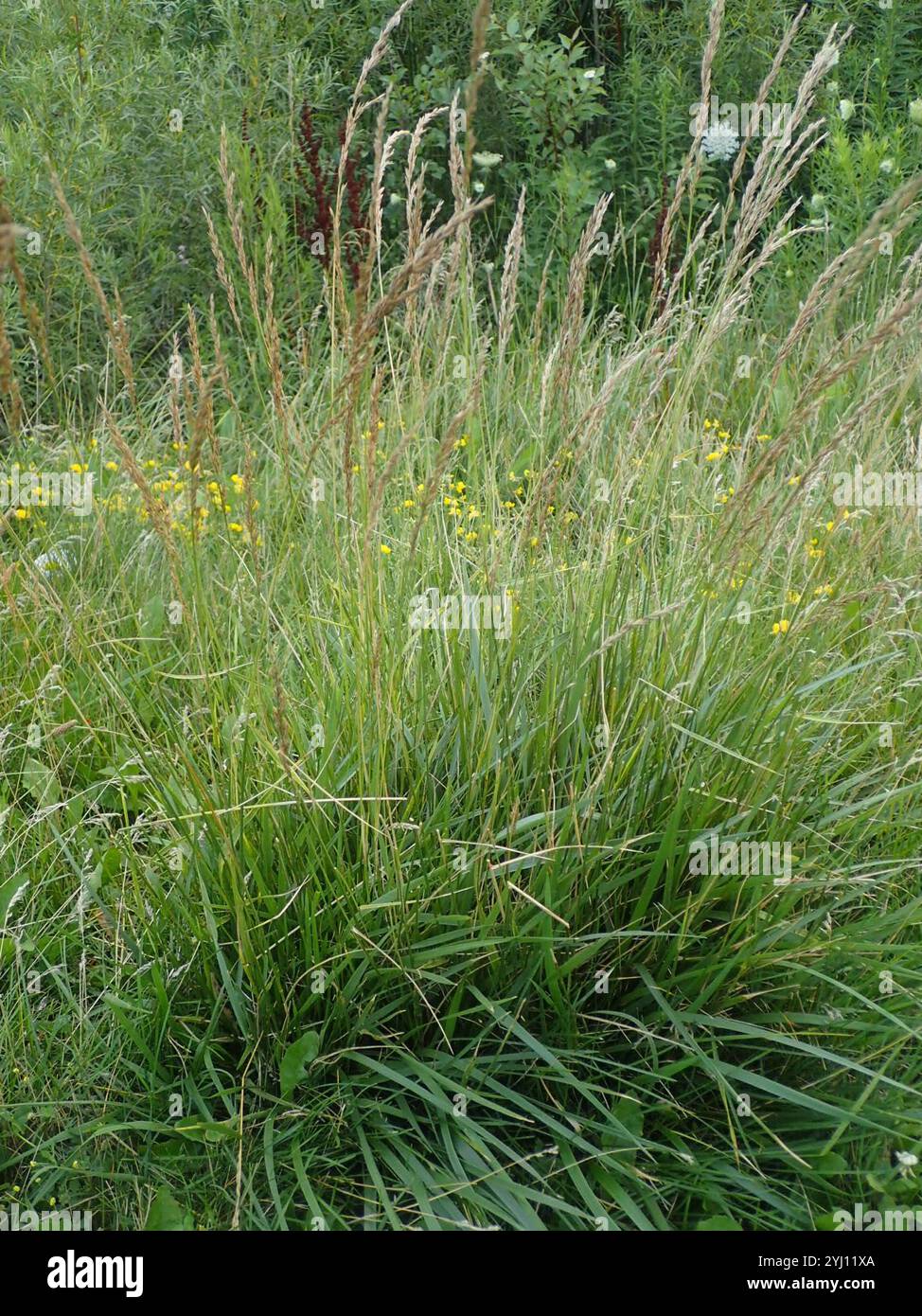 tall fescue (Lolium arundinaceum Stock Photo - Alamy