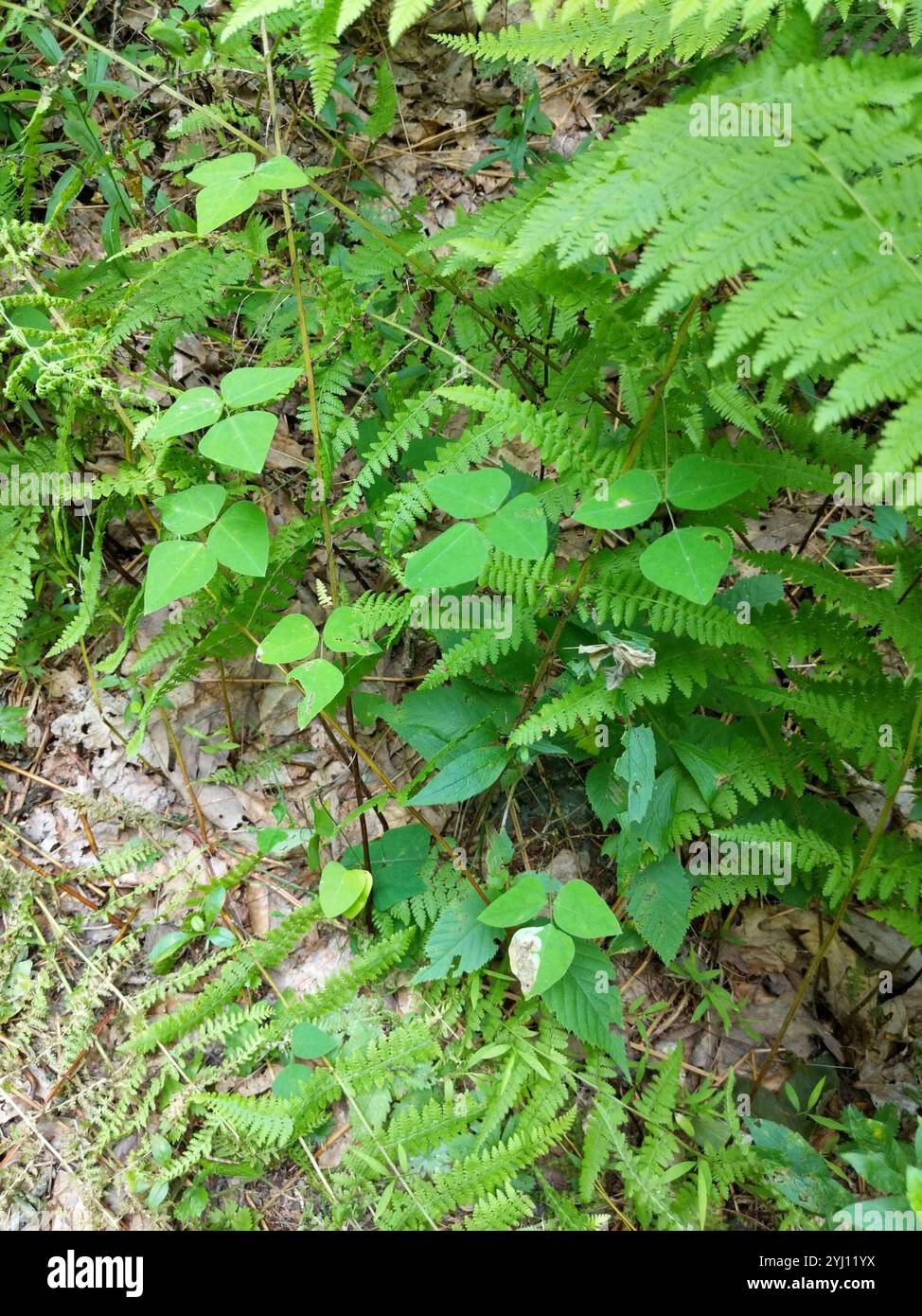 American hog-peanut (Amphicarpaea bracteata Stock Photo - Alamy