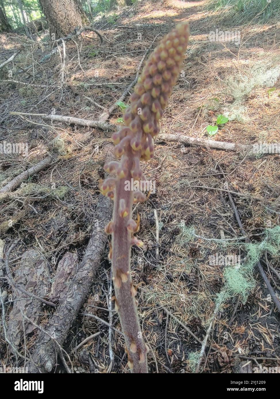 woodland pinedrops (Pterospora andromedea Stock Photo - Alamy