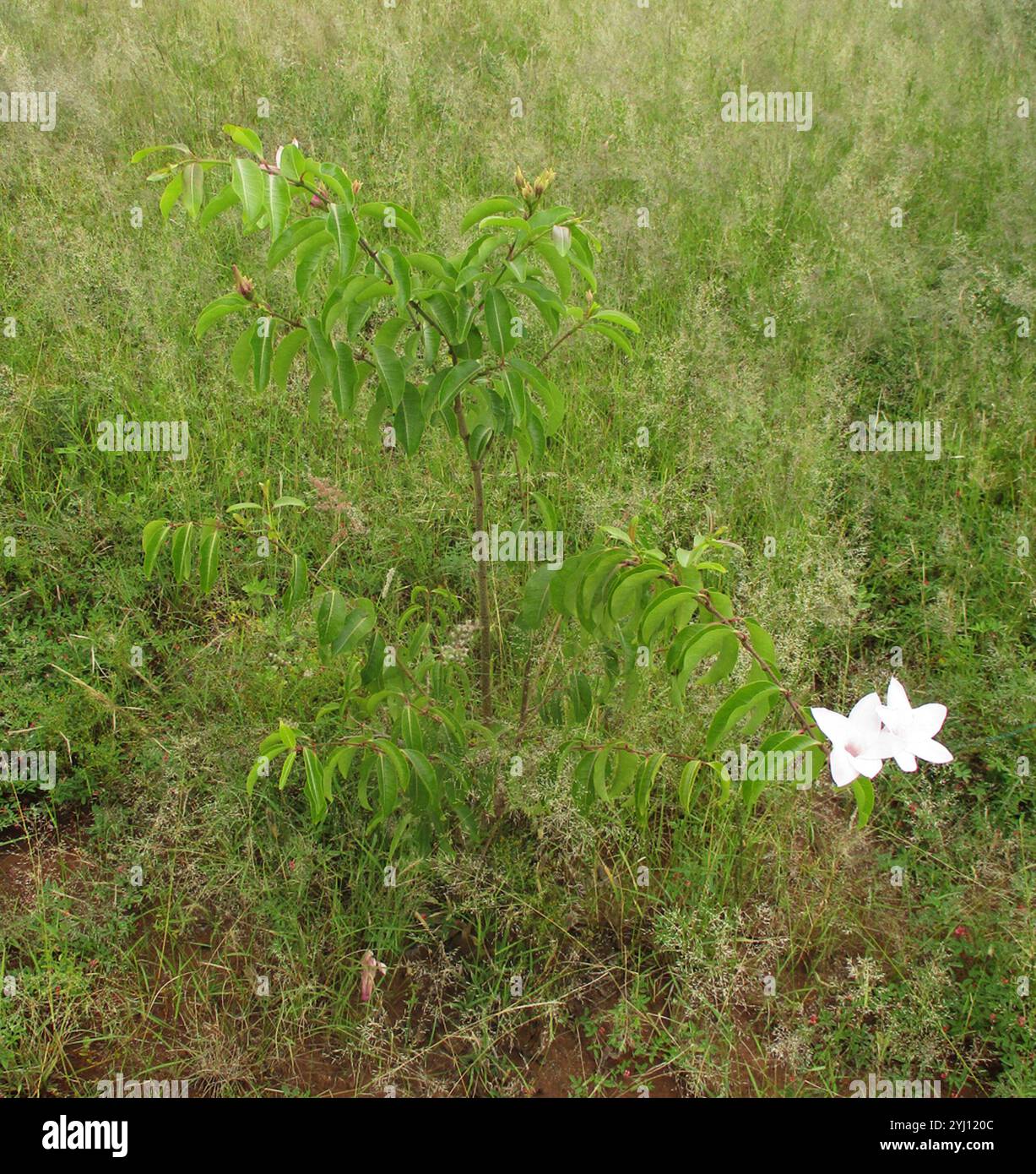 Cryptostegia grandiflora hi-res stock photography and images - Alamy