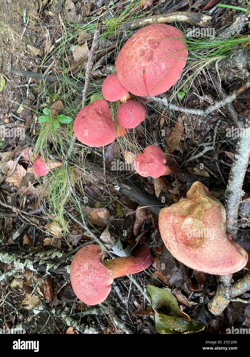 Two colored bolete hi-res stock photography and images - Alamy