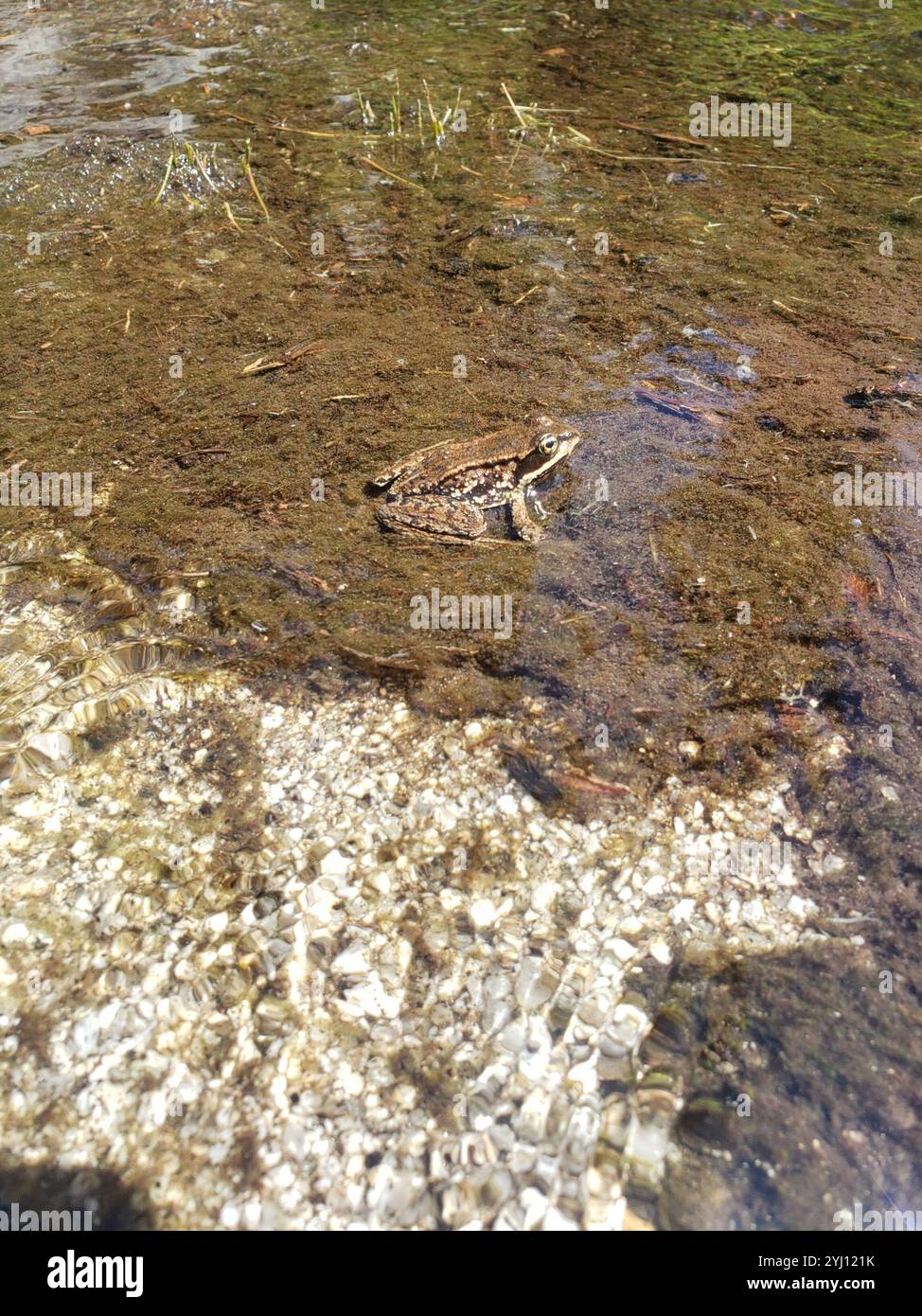 Rana cascadae cascades frog hi-res stock photography and images - Alamy