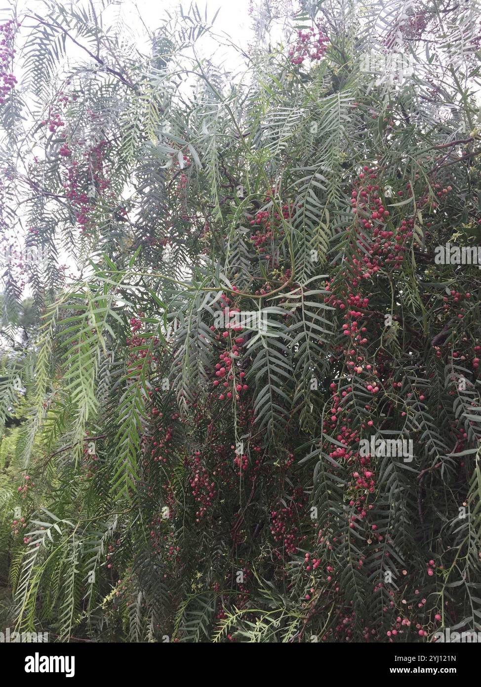 Peppercorn Tree (Schinus areira Stock Photo - Alamy