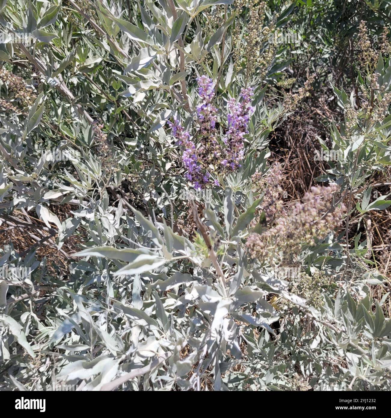 Lilac chaste tree (Vitex agnus-castus Stock Photo - Alamy