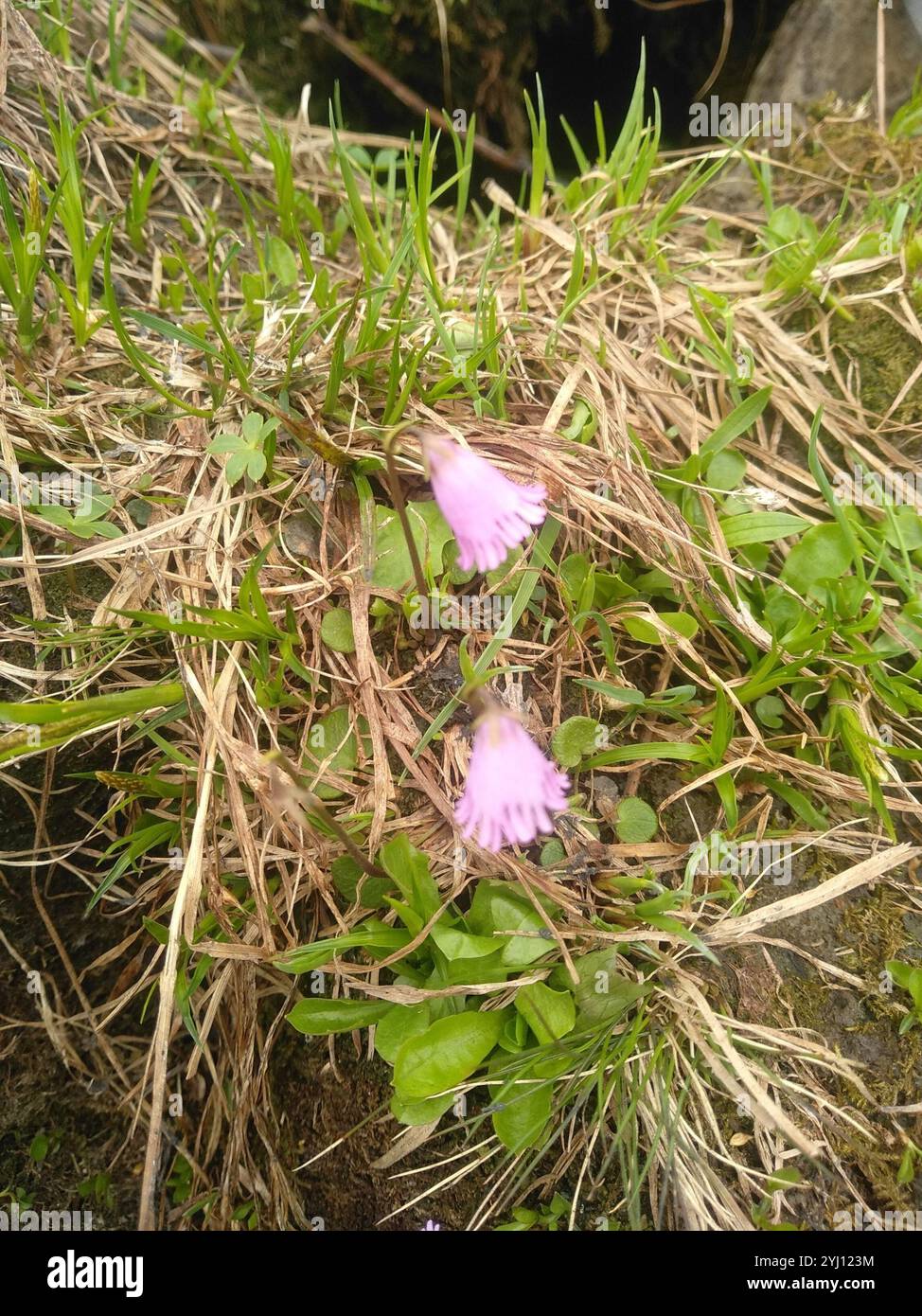(Soldanella pusilla alpicola Stock Photo - Alamy