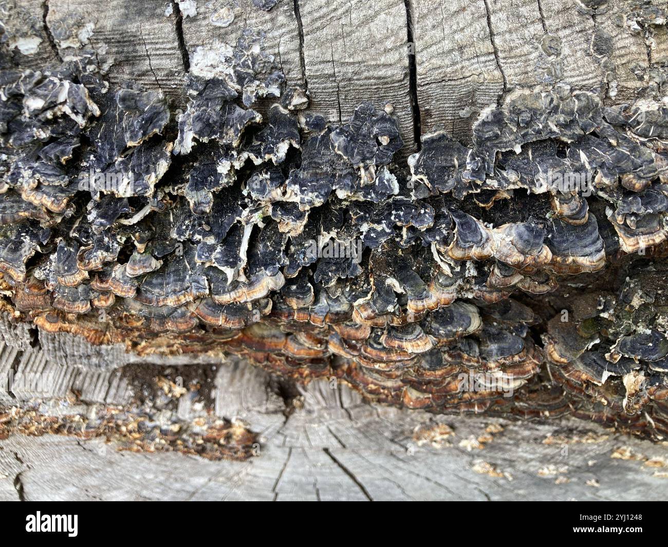 Oak Curtain Crust Fungus (Hymenochaete rubiginosa Stock Photo - Alamy