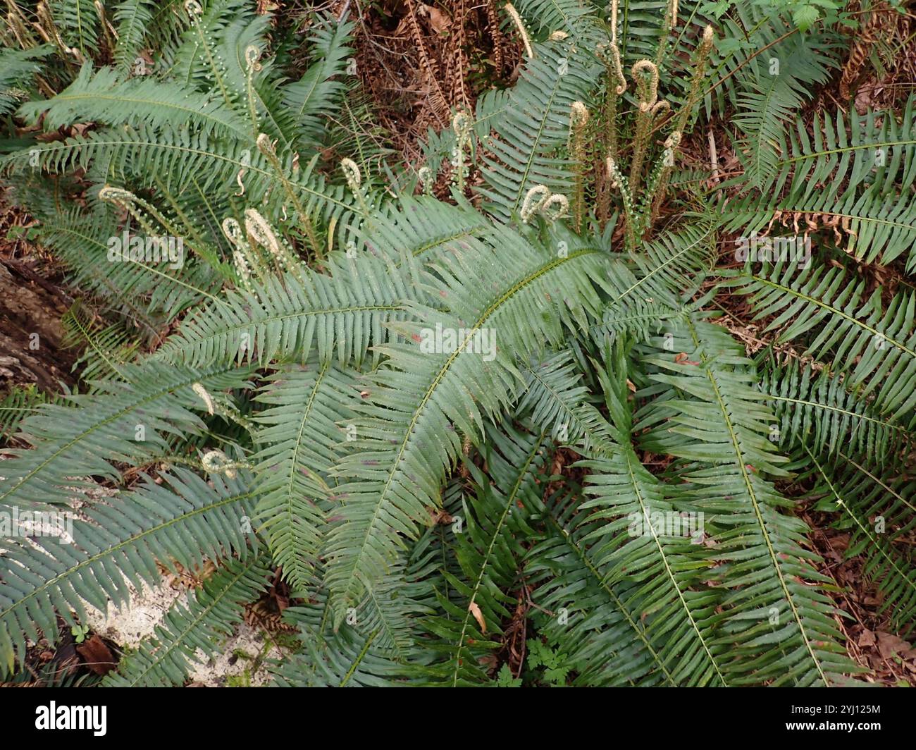western sword fern (Polystichum munitum Stock Photo - Alamy