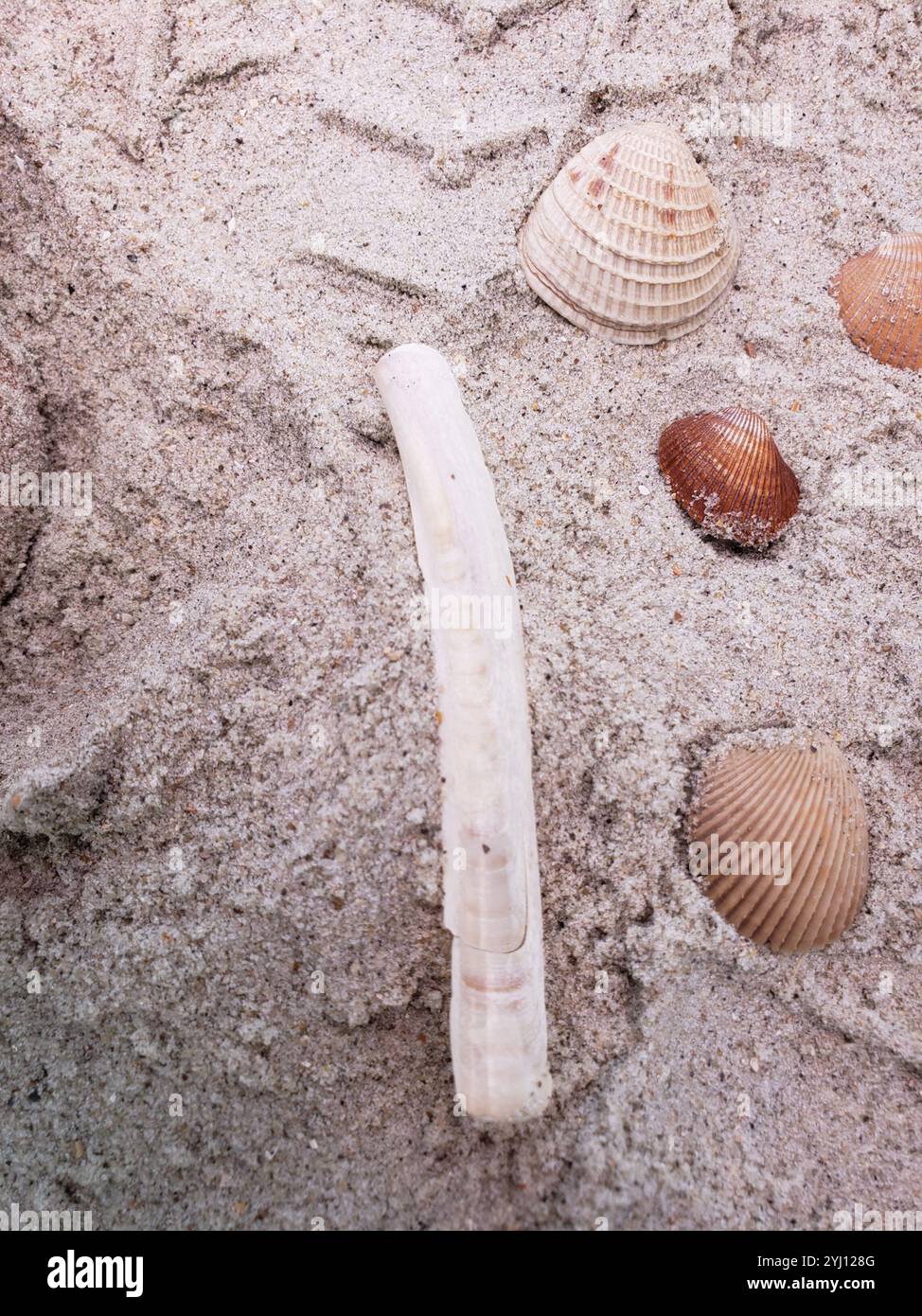 Jacknives hi-res stock photography and images - Alamy