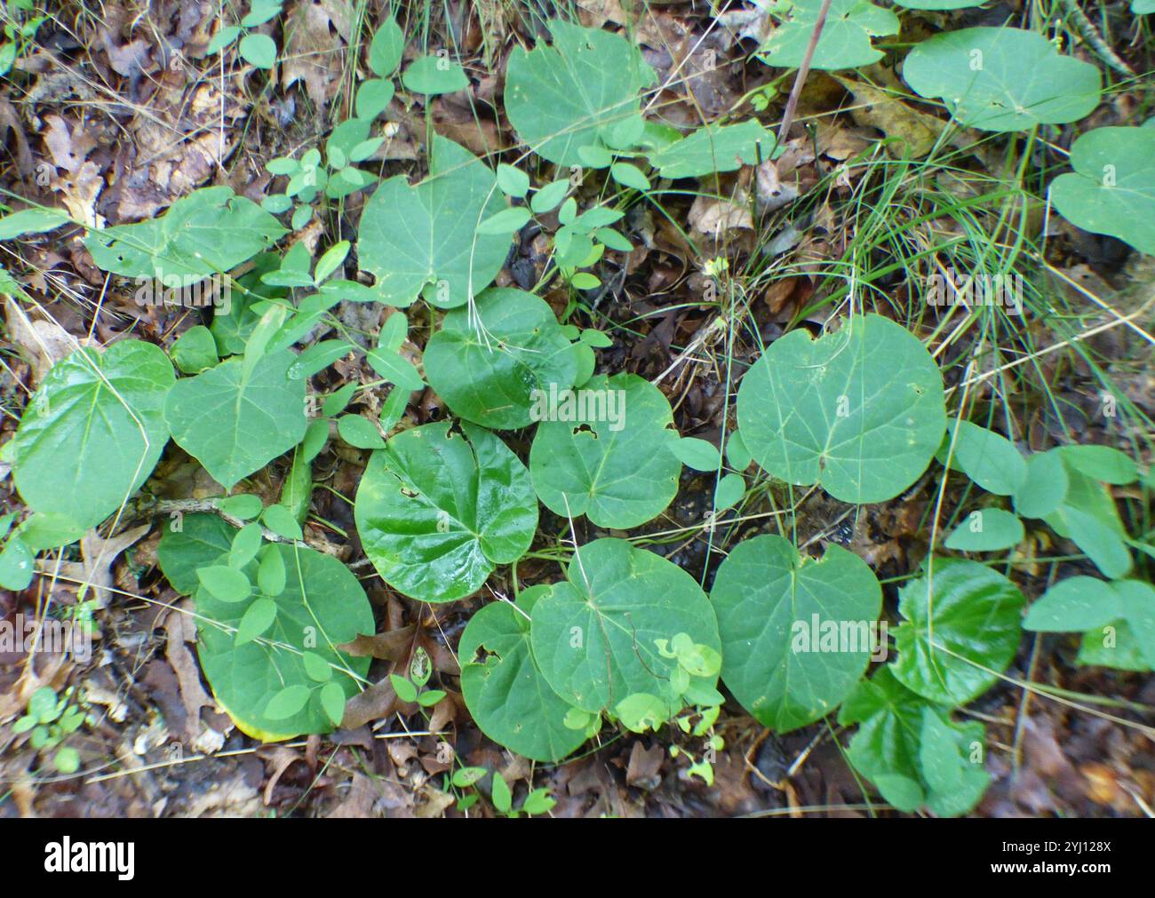 Carolina climbing-milkweed (Matelea carolinensis Stock Photo - Alamy