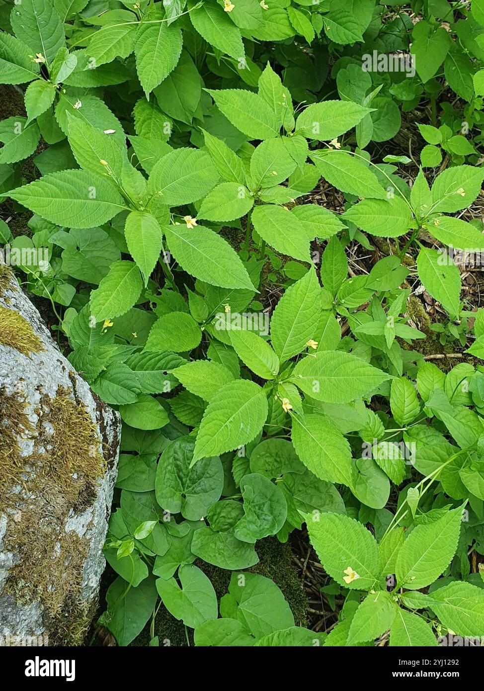 small balsam (Impatiens parviflora Stock Photo - Alamy
