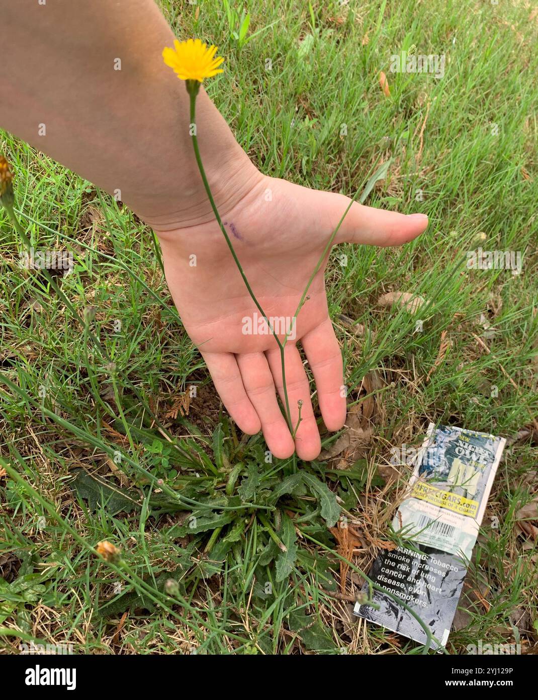 Common Cat's-ear (Hypochaeris radicata Stock Photo - Alamy