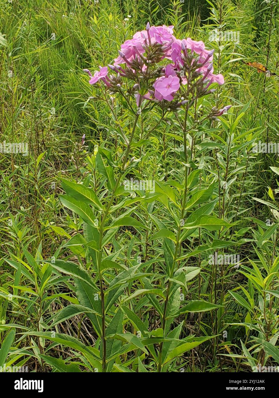 fall phlox (Phlox paniculata Stock Photo - Alamy