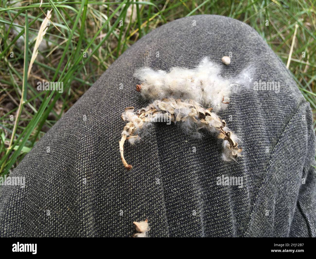 Narrowleaf Cottonwood (Populus angustifolia Stock Photo - Alamy