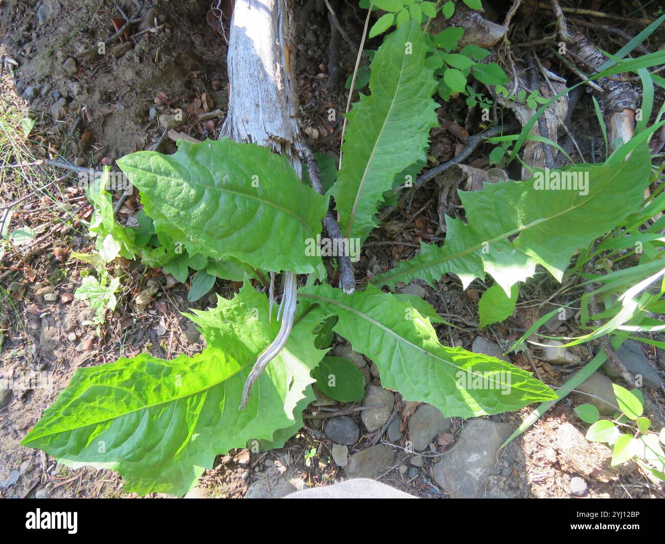 common dandelion (Taraxacum officinale Stock Photo - Alamy