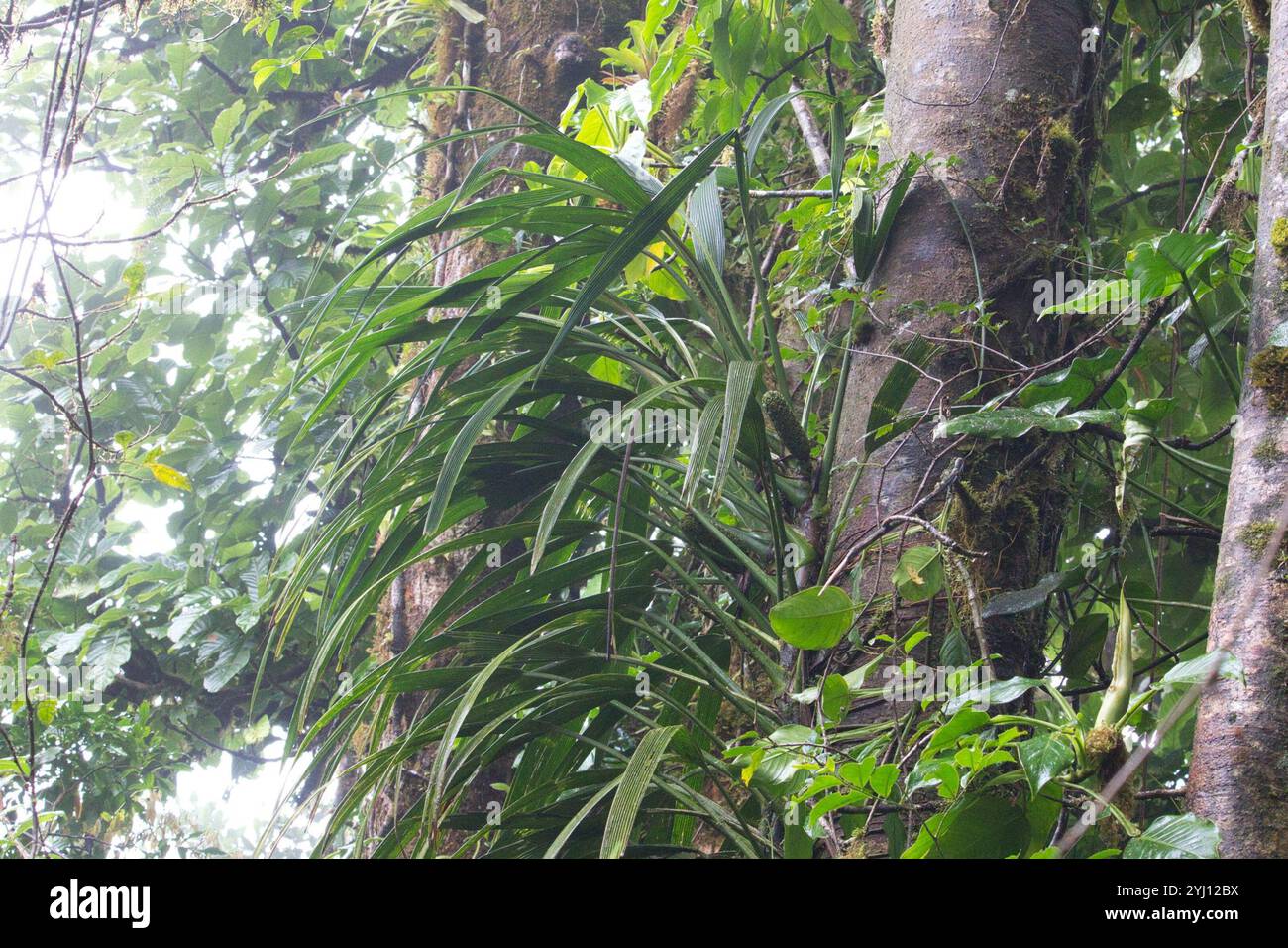 Family cyclanthaceae hi-res stock photography and images - Alamy